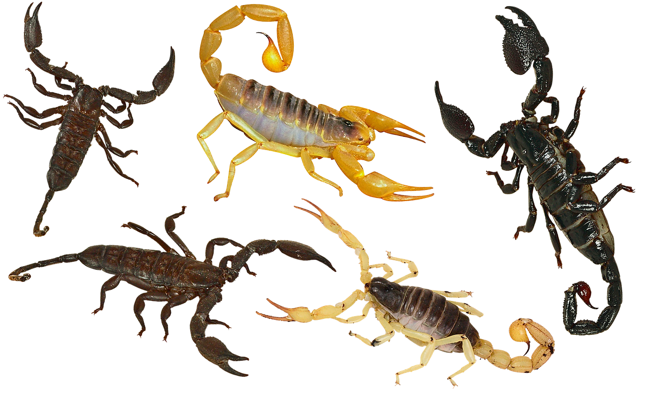 Black Scorpion Biblical Dream Meaning - EvangelistJoshua.com