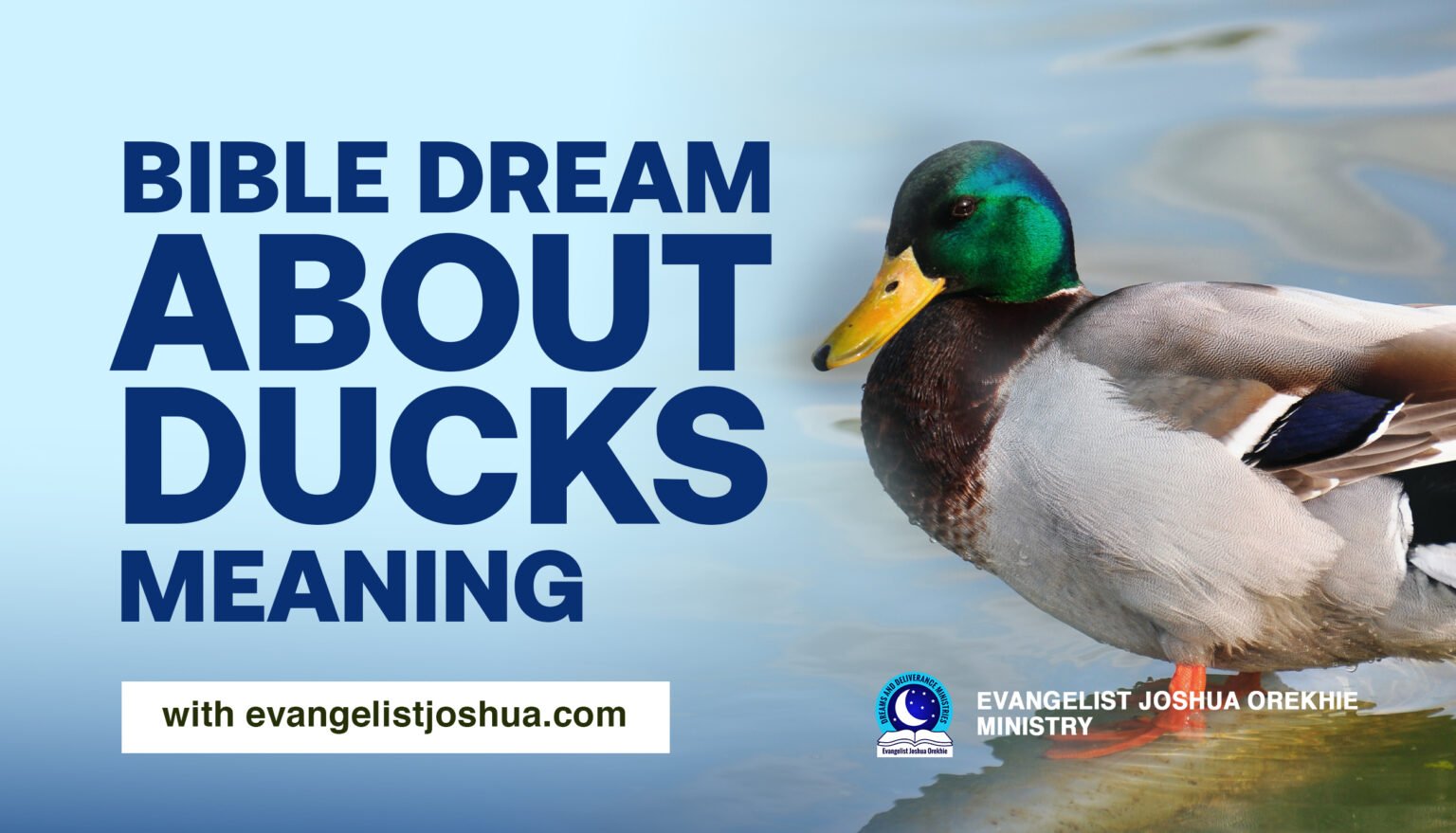 Spiritual Dream Meaning Of Ducks-Evangelistjoshua.com