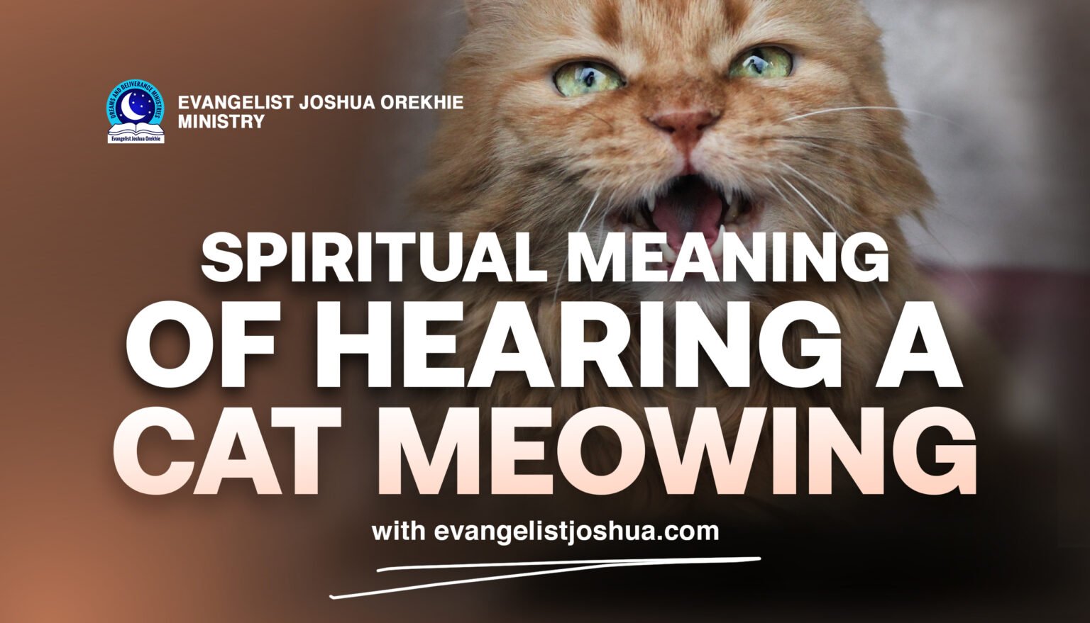 Dream About Cat Meow-Evangelistjoshua.com