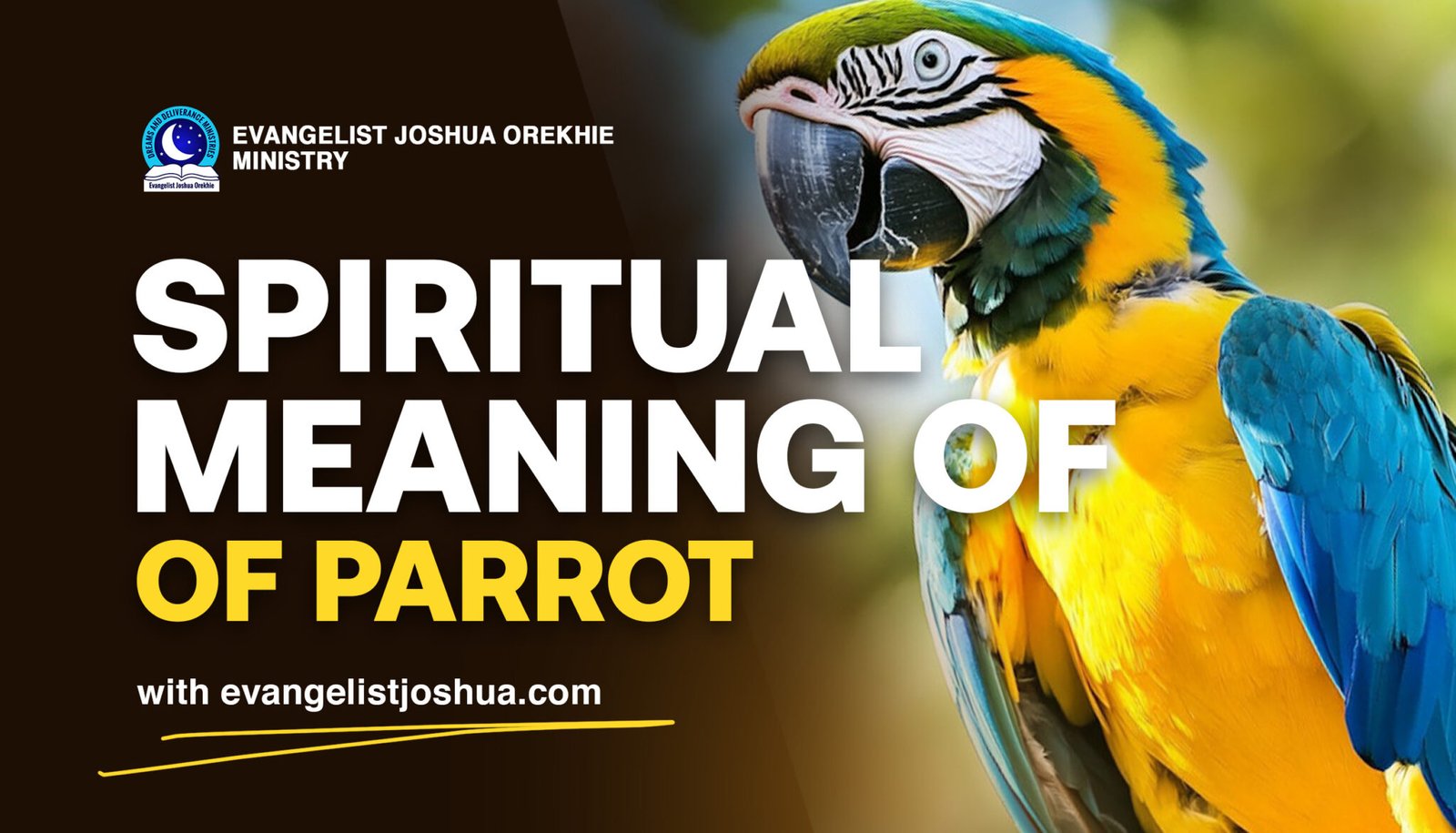 Spiritual Dream Meaning Of Parrot-Evangelistjoshua.com