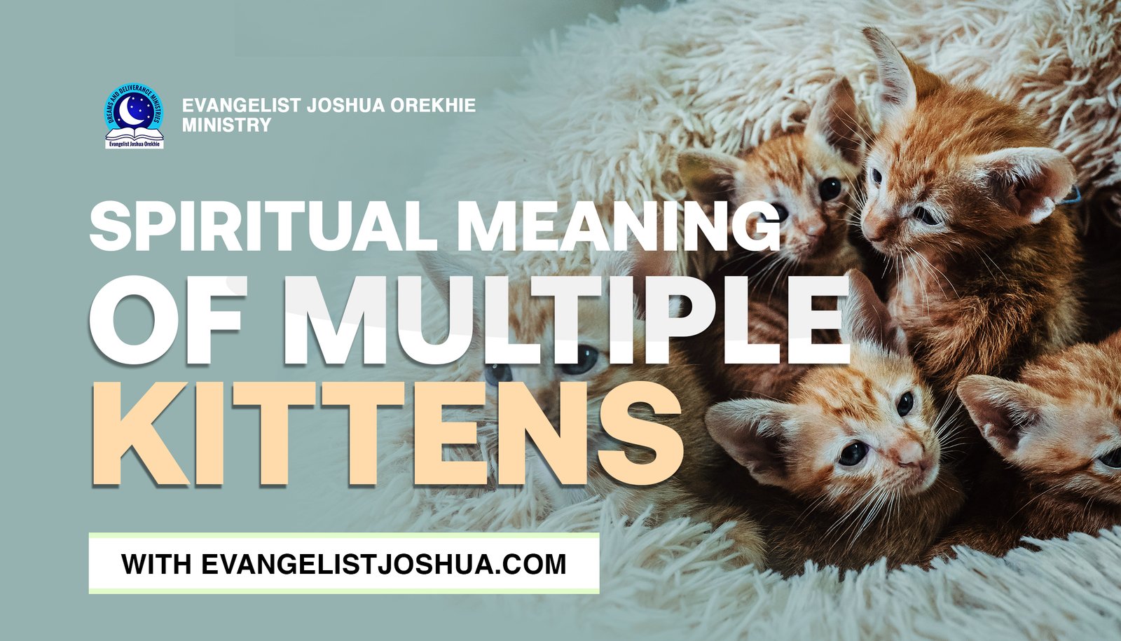 Dream Meaning Of Multiple Kitten-Evangelistjoshua.com